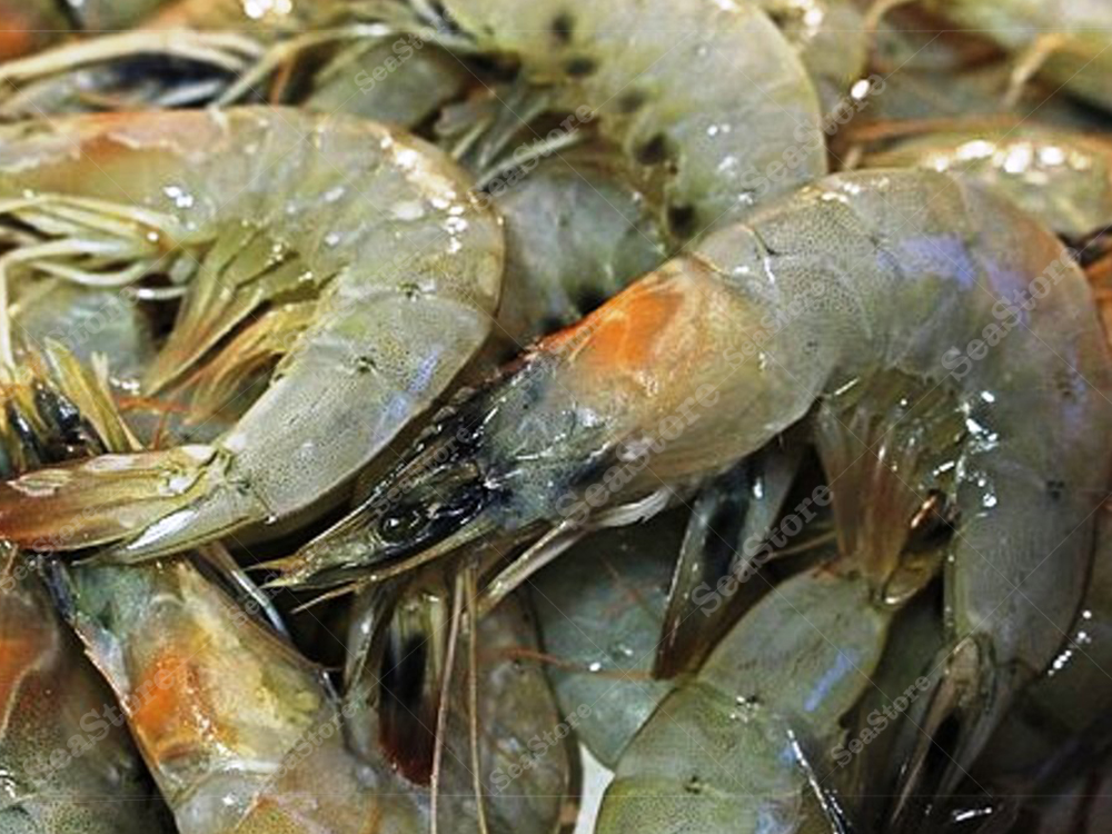 White Prawn | Sea Store